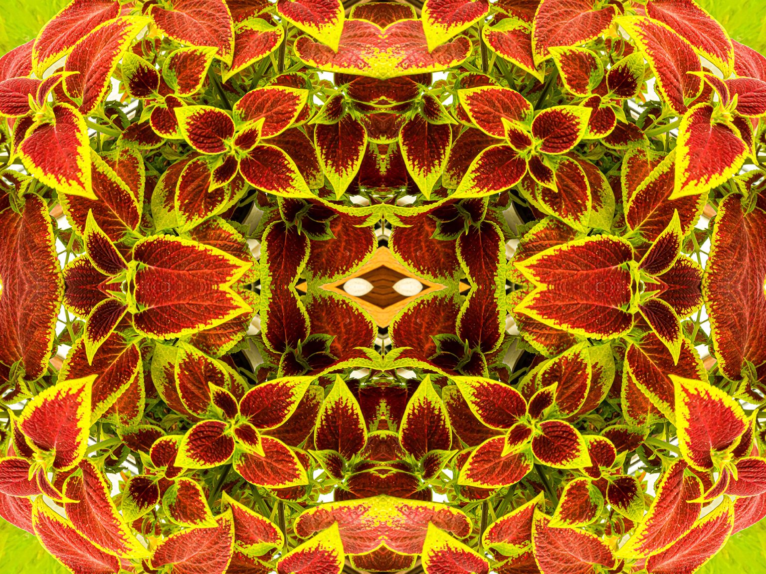 Psychedelic Voyager Art Collection - H-Pinkness