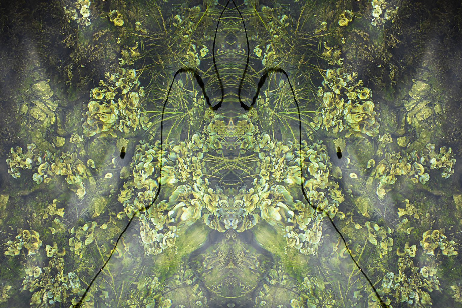 Psychedelic Voyager Art Collection - Peacock Tails - Croatian Water ...