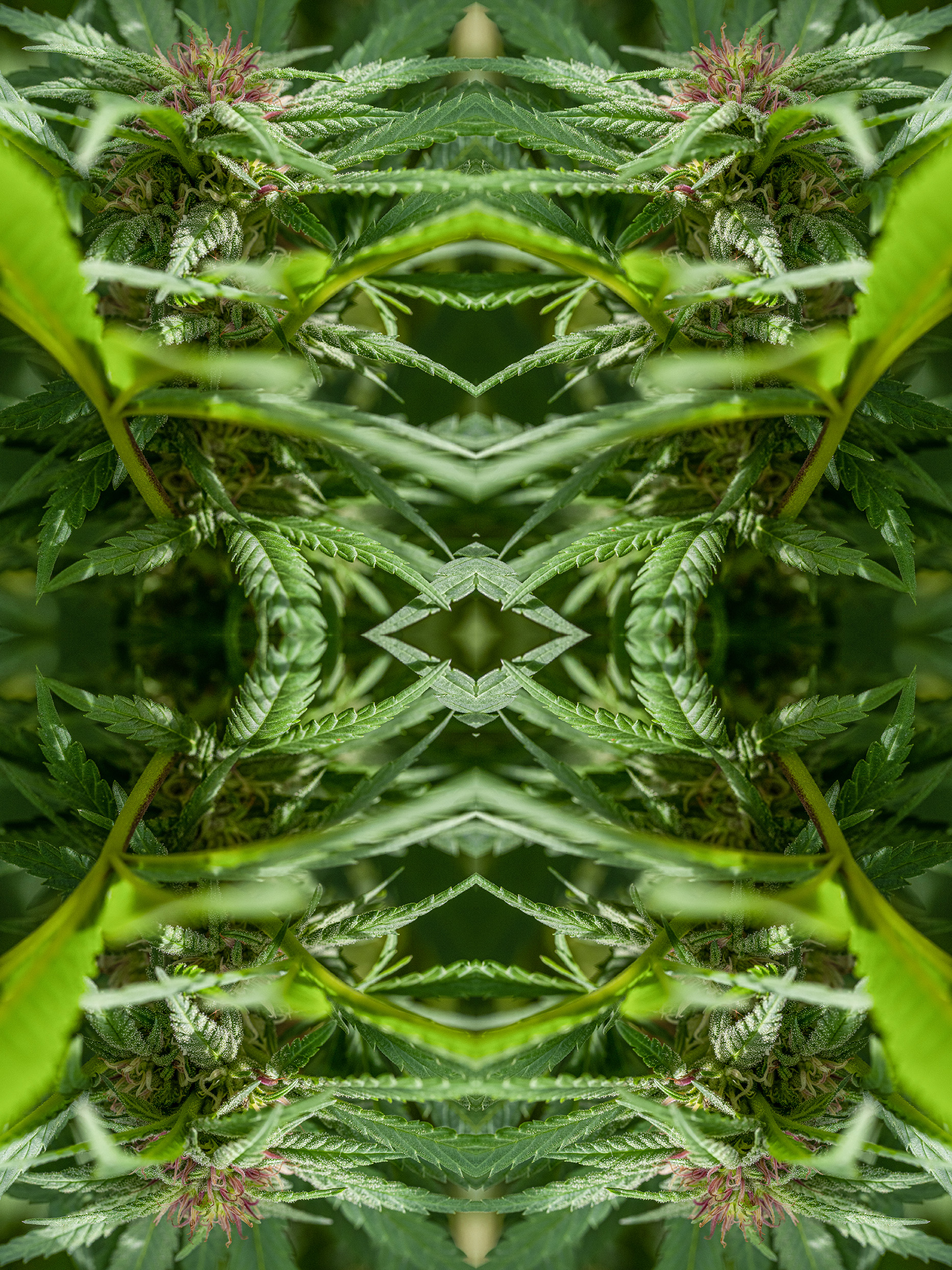 Psychedelic Voyager Art Collection - H-Pinkness