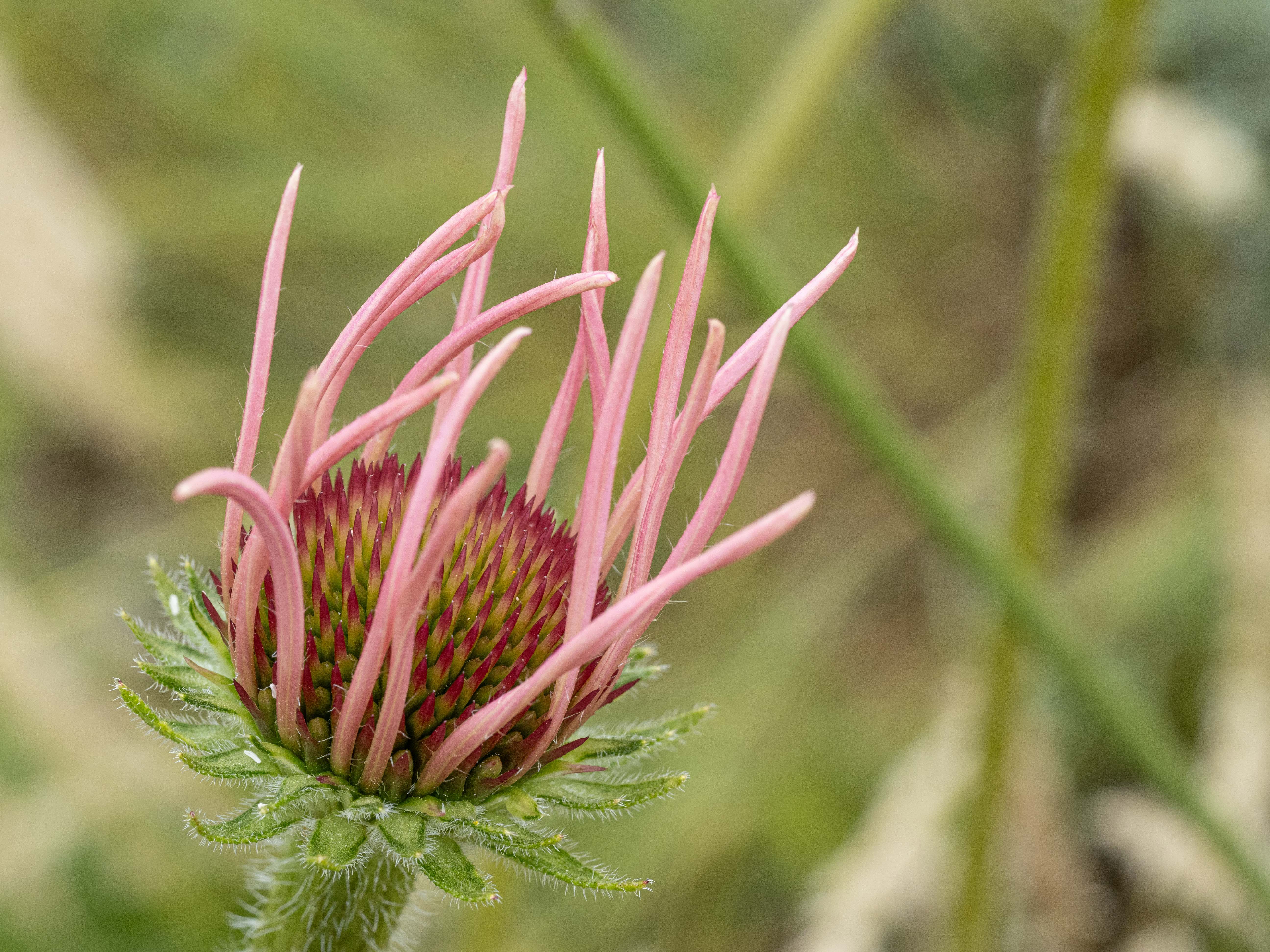 27th July 2024 - Knepp Rewilding Project - Walled Garden Tour - H-Pinkness